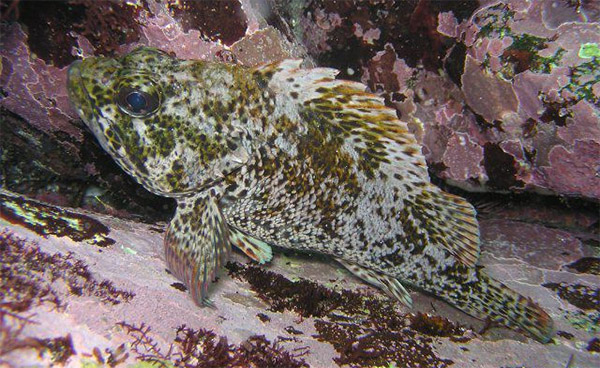 개볼락(Spotbelly rockfish). Sebastes pachycephalus