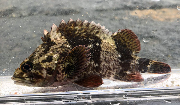 개볼락(Spotbelly rockfish). Sebastes pachycephalus