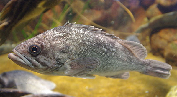 조피볼락(Korean rockfish). Sebastes schlegelii