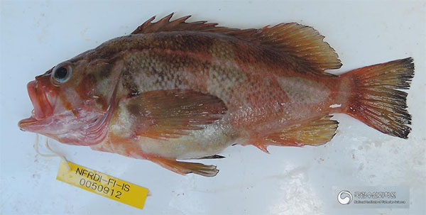 노랑볼락(Yellow body rockfish). Sebastes steindachneri