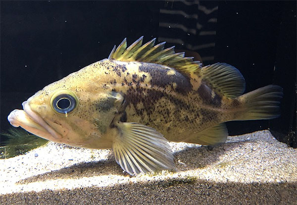 노랑볼락(Yellow body rockfish). Sebastes steindachneri