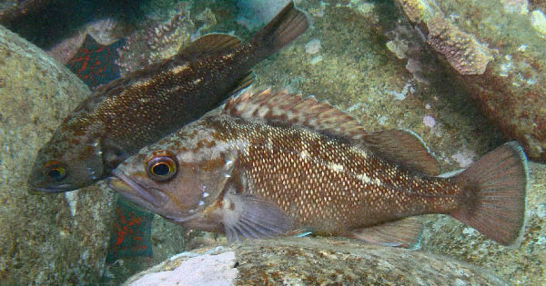 탁자볼락(White-edged rockfish). Sebastes taczanowskii