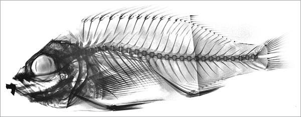 불볼락(Goldeye rockfish). Sebastes thompsoni