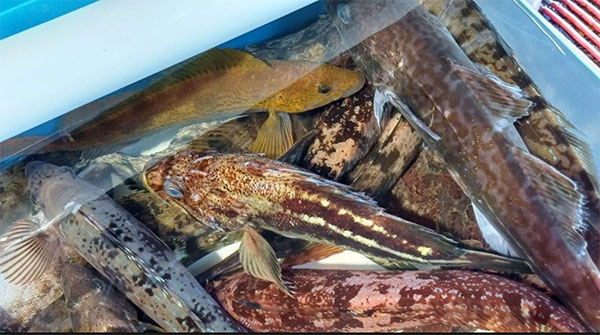 세줄볼락(Three stripe rockfish). Sebastes trivittatus