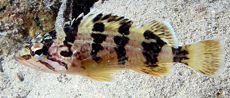 세줄볼락(Three stripe rockfish). Sebastes trivittatus
