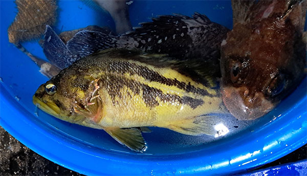 세줄볼락(Three stripe rockfish). Sebastes trivittatus