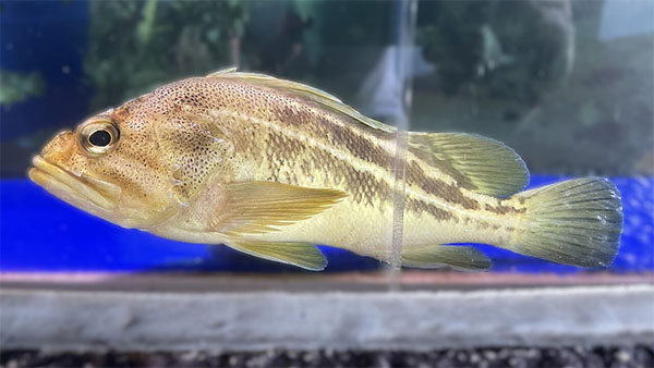 세줄볼락(Three stripe rockfish). Sebastes trivittatus