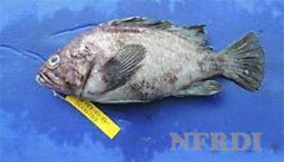 누루시볼락(Fox jacopever). Sebastes vulpes