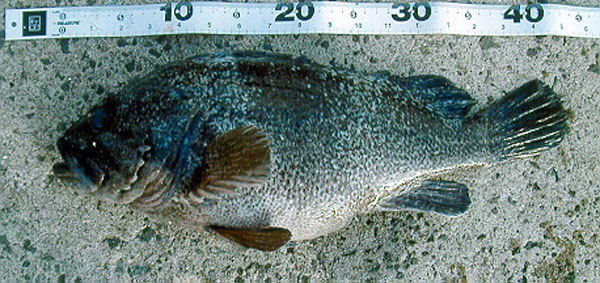 누루시볼락(Fox jacopever). Sebastes vulpes