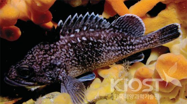 누루시볼락(Fox jacopever). Sebastes vulpes