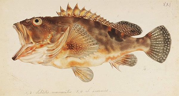 쏨뱅이(False kelpfish). Sebastiscus marmoratus