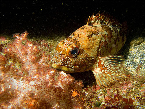 쏨뱅이(False kelpfish). Sebastiscus marmoratus
