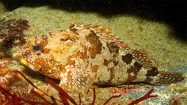 쏨뱅이(False kelpfish). Sebastiscus marmoratus