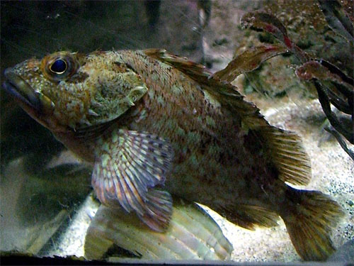 쏨뱅이(False kelpfish). Sebastiscus marmoratus