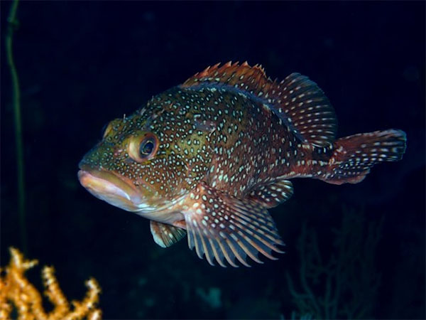 붉은쏨뱅이(Red marbled rockfish). Sebastiscus tertius