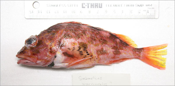 붉은쏨뱅이(Red marbled rockfish). Sebastiscus tertius