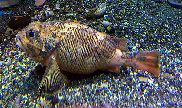 홍살치(Broadbanded thornyhead). Sebastolobus macrochir