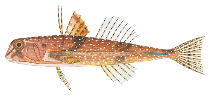 플라잉 구르나르드(Flying gurnard). Dactylopterus volitans