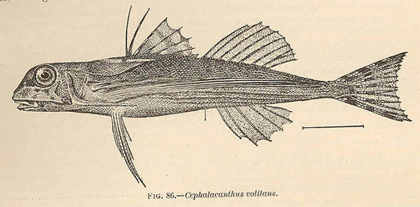 플라잉 구르나르드(Flying gurnard). Dactylopterus volitans