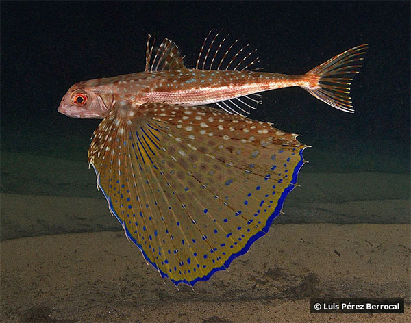플라잉 구르나르드(Flying gurnard). Dactylopterus volitans