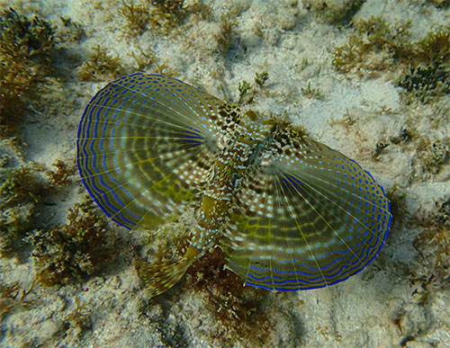 플라잉 구르나르드(Flying gurnard). Dactylopterus volitans