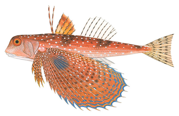 플라잉 구르나르드(Flying gurnard). Dactylopterus volitans