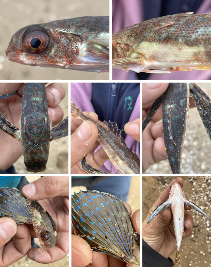 플라잉 구르나르드(Flying gurnard). Dactylopterus volitans