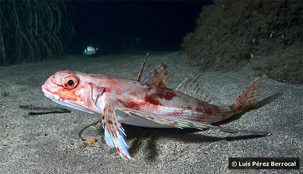 플라잉 구르나르드(Flying gurnard). Dactylopterus volitans