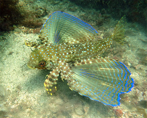 플라잉 구르나르드(Flying gurnard). Dactylopterus volitans