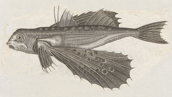 플라잉 구르나르드(Flying gurnard). Dactylopterus volitans