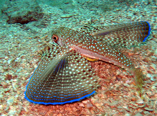 플라잉 구르나르드(Flying gurnard). Dactylopterus volitans