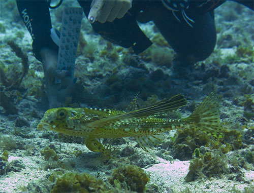 플라잉 구르나르드(Flying gurnard). Dactylopterus volitans
