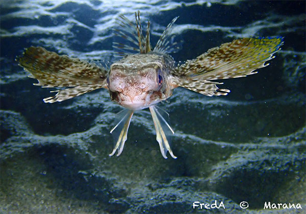 플라잉 구르나르드(Flying gurnard). Dactylopterus volitans