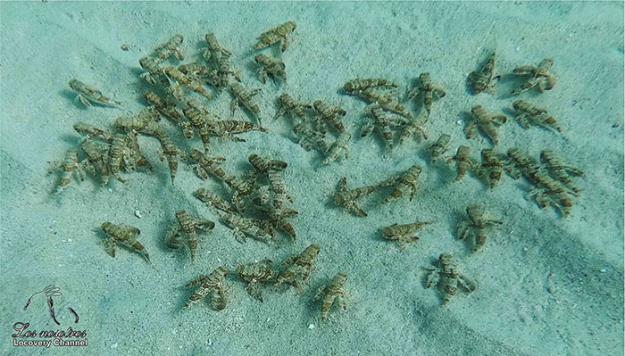 플라잉 구르나르드(Flying gurnard). Dactylopterus volitans
