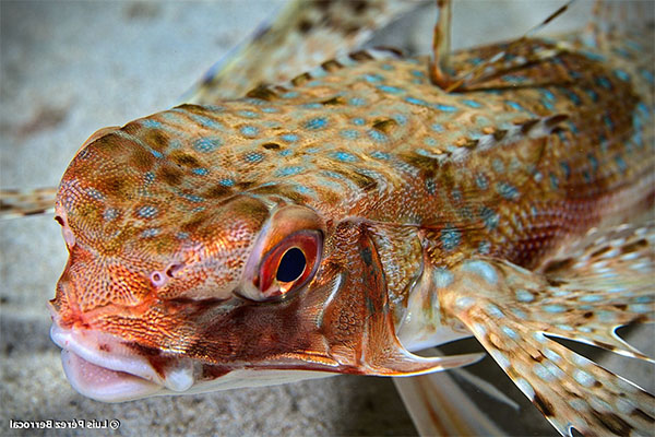 플라잉 구르나르드(Flying gurnard). Dactylopterus volitans