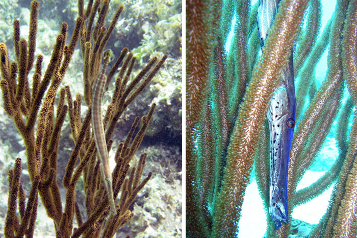 트럼펫피시과. Family Aulostomidae(trumpetfishes).