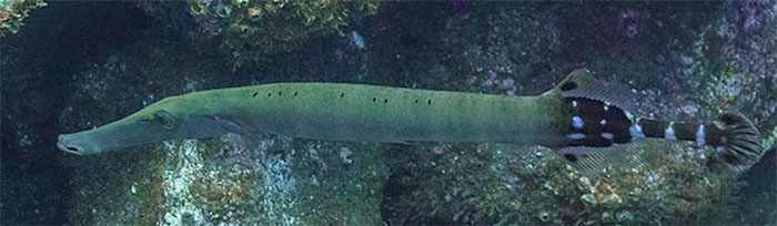 트럼펫피시과. Family Aulostomidae(trumpetfishes).