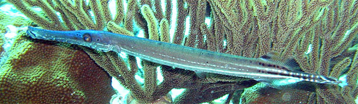 트럼펫피시과. Family Aulostomidae(trumpetfishes).