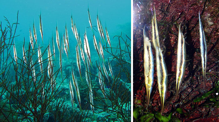 새우고기과 Family Centriscidae(Snipefishes and shrimpfishes)