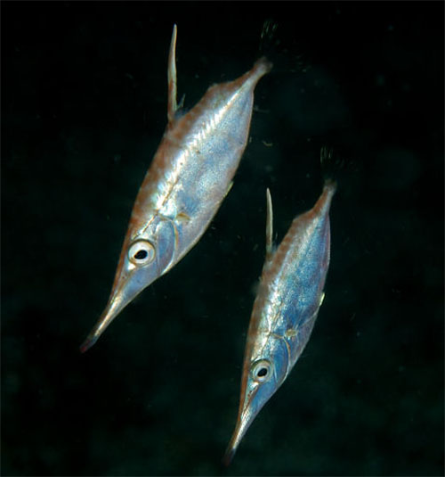새우고기과 Family Centriscidae(Snipefishes and shrimpfishes)