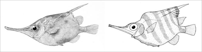 새우고기과 Family Centriscidae(Snipefishes and shrimpfishes)