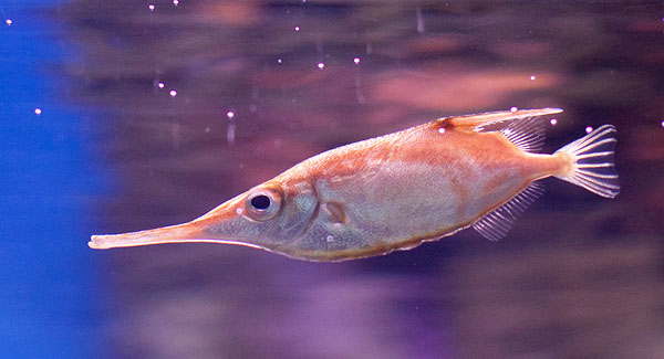 새우고기과 Family Centriscidae(Snipefishes and shrimpfishes)