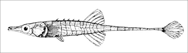 장갑가시고기과 Family Indostomidae(Armored sticklebacks).