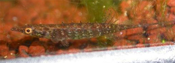 장갑가시고기과 Family Indostomidae(Armored sticklebacks).