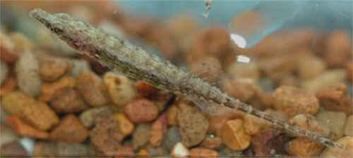 장갑가시고기과 Family Indostomidae(Armored sticklebacks).