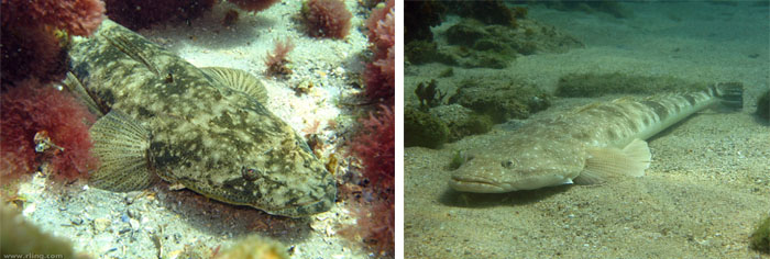 양태과 Family Platycephalidae(Flatheads).