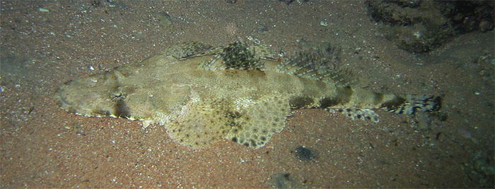 양태과 Family Platycephalidae(Flatheads).