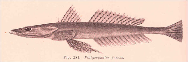 양태과 Family Platycephalidae(Flatheads).
