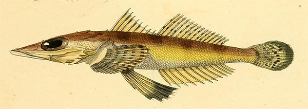 양태과 Family Platycephalidae(Flatheads).