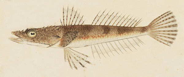 양태과 Family Platycephalidae(Flatheads).